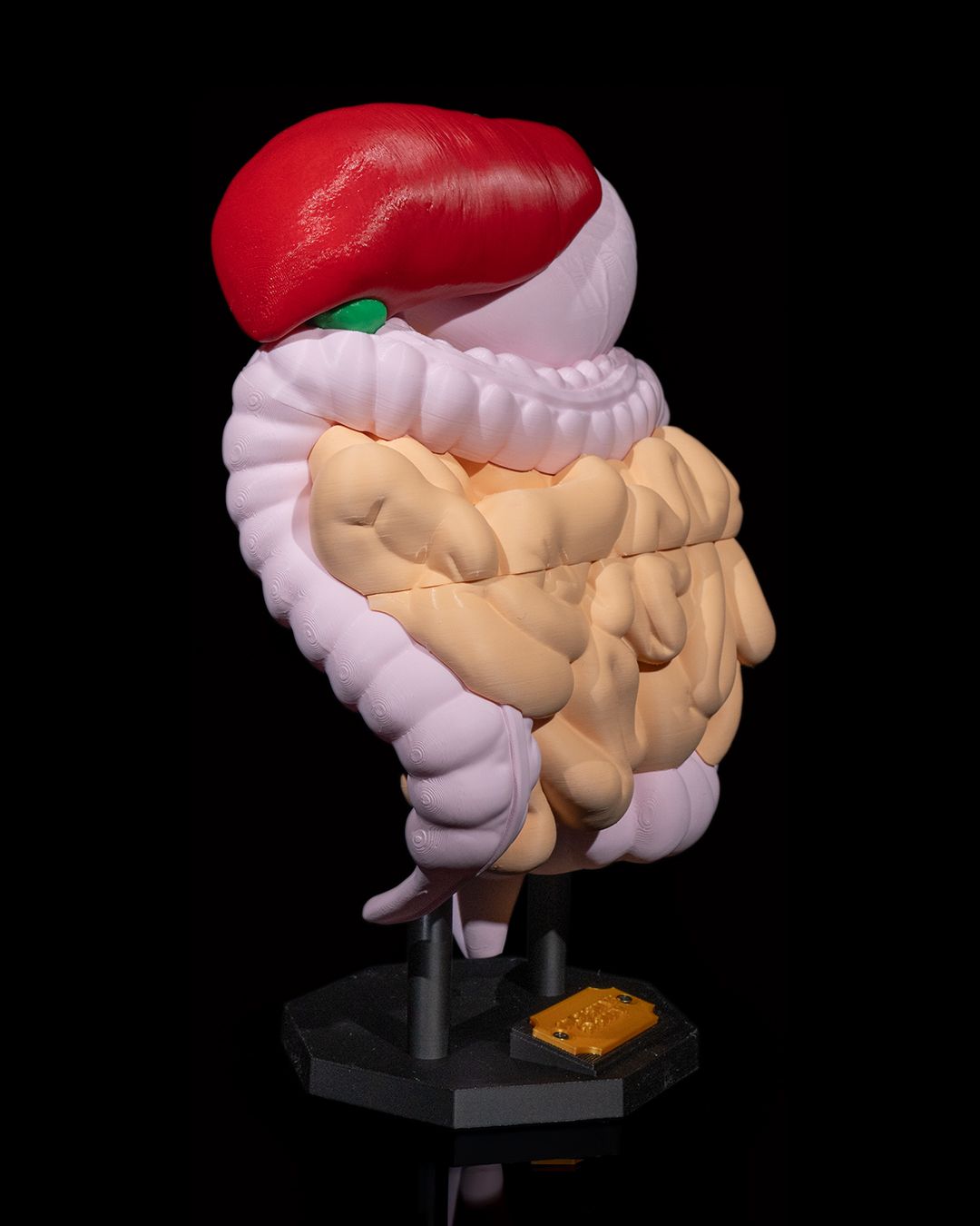 Digestive System Anatomical Model - Oz 3D Prints